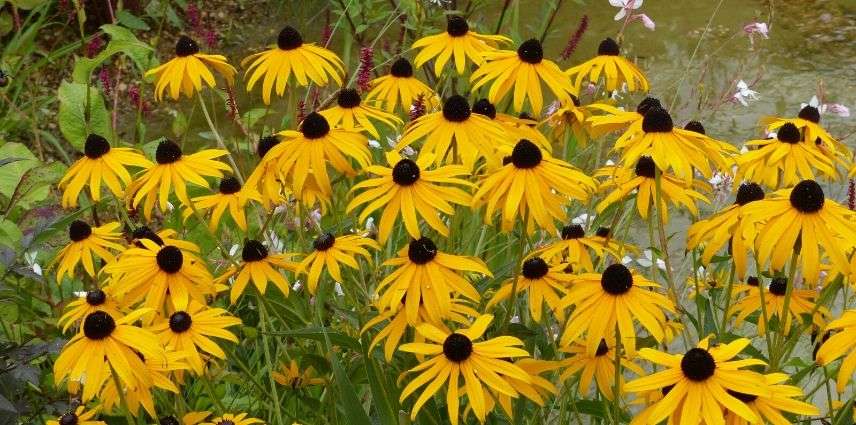 Plantes Vivaces Fleurs Jaunes