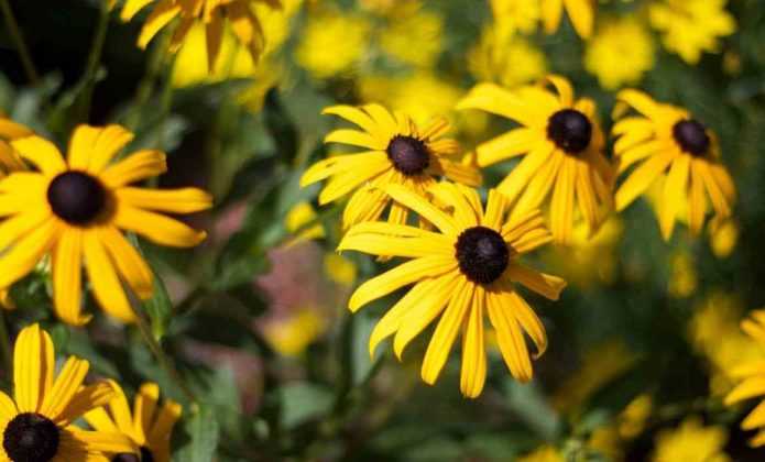 Plantes Vivaces Fleurs Jaunes