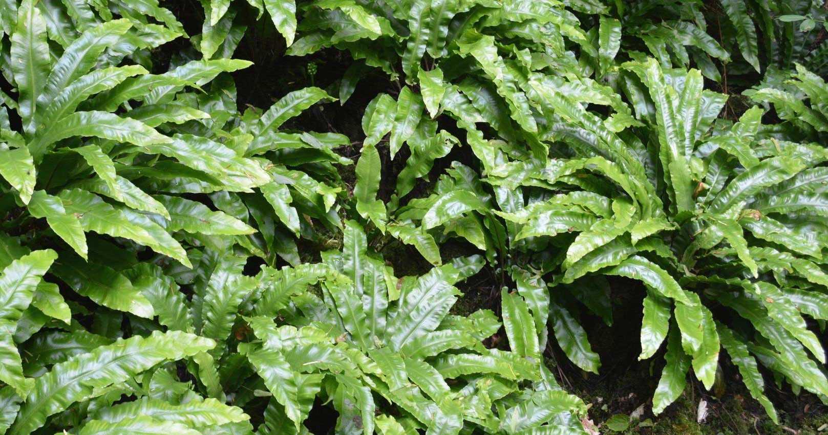 Asplenium : plantation et culture - Nos conseils - Promesse de Fleurs