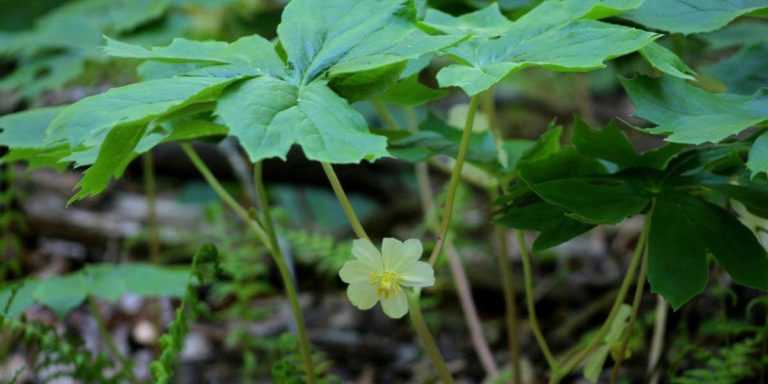 Podophyllum : plantation, culture et entretien - Nos conseils