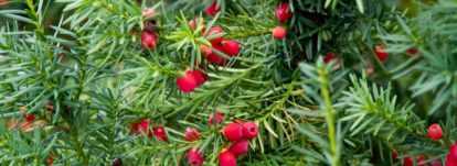 Taxus baccata Ivory Tower - If colonnaire à feuillage panaché de jaune