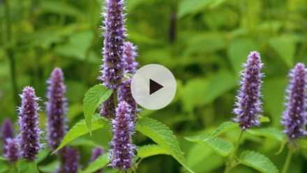 Agastache rugosa After Eight – Epis violets et feuilles menthe chocolat