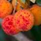 Arbutus andrachne - Arbousier de Chypre - Belle écorce rouge-orangé
