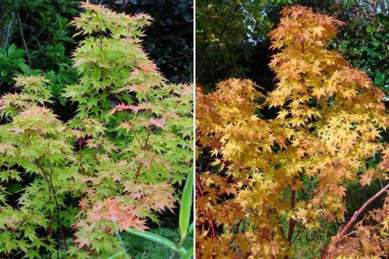 Quels arbres planter près d'une terrasse ? Notre sélection