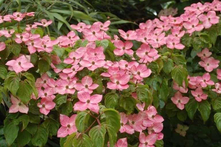 Quels arbres planter près d'une terrasse ? Notre sélection