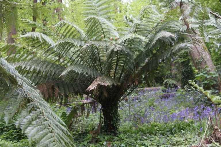 Quels arbres planter près d'une terrasse ? Notre sélection