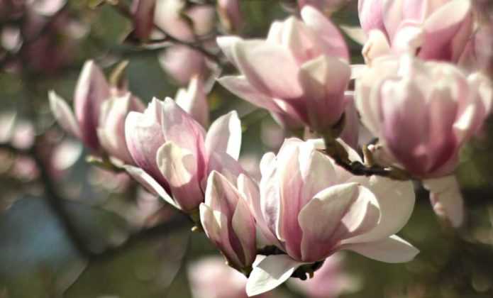 Magnolias : planter, tailler et entretenir - Promesse de Fleurs