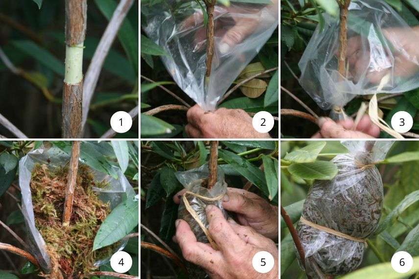 Marcottage : explications et conseils pour multiplier vos plantes