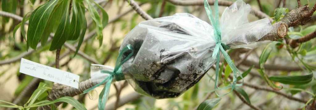 Marcottage : explications et conseils pour multiplier vos plantes