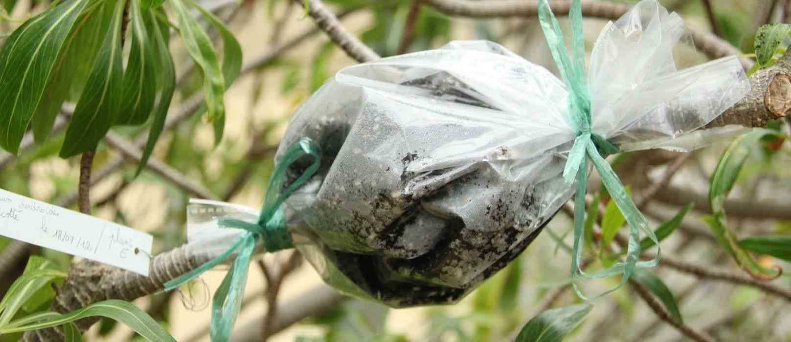 Marcottage : explications et conseils pour multiplier vos plantes