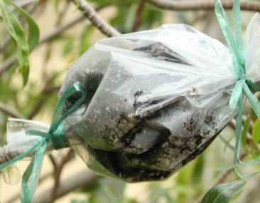 Marcottage : explications et conseils pour multiplier vos plantes