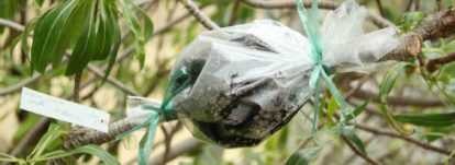 Marcottage : explications et conseils pour multiplier vos plantes