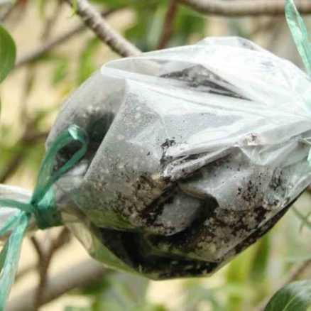 Marcottage : explications et conseils pour multiplier vos plantes