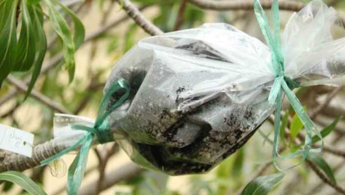 Marcottage : explications et conseils pour multiplier vos plantes