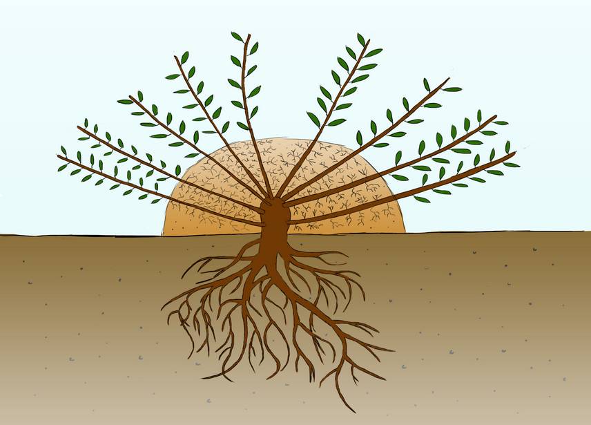 Marcottage : explications et conseils pour multiplier vos plantes
