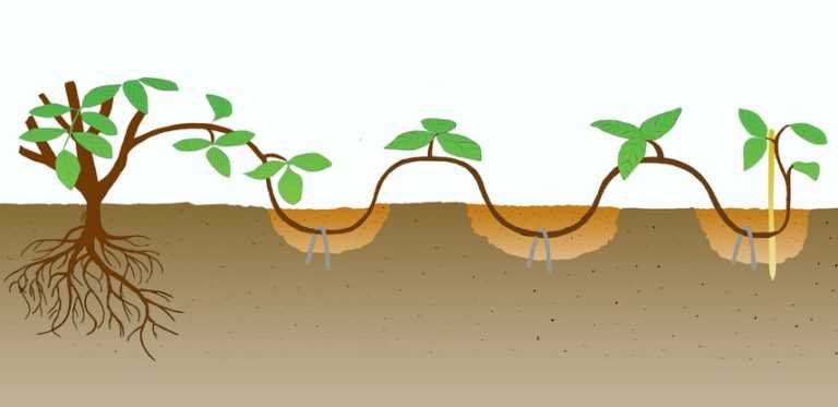 Marcottage : explications et conseils pour multiplier vos plantes