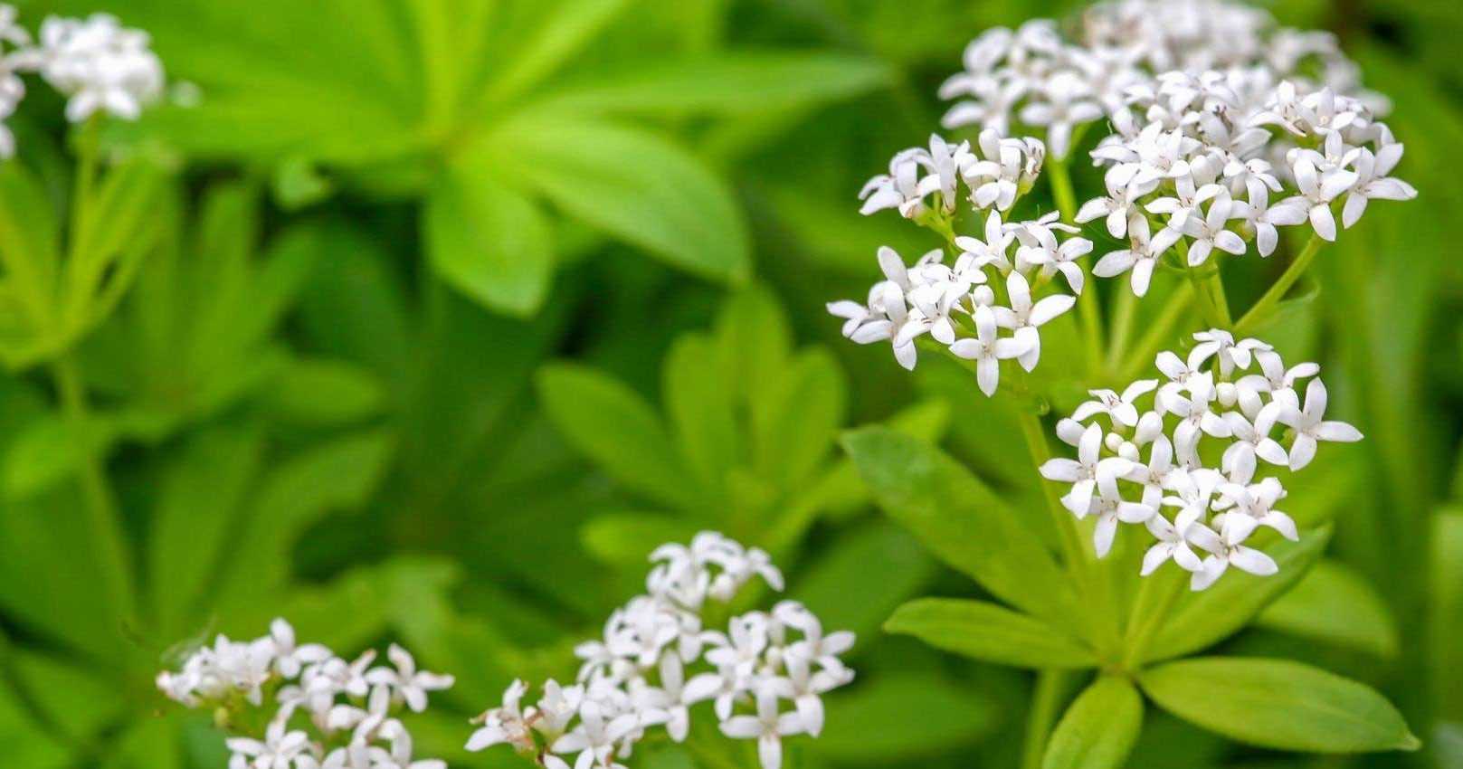 Aspérule, Gaillet : planter, cultiver et entretenir - Nos conseils
