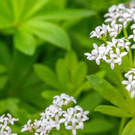 Aspérule, Gaillet : planter, cultiver et entretenir - Nos conseils
