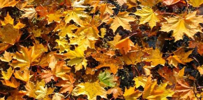 Quels arbres ne pas planter près d'une terrasse