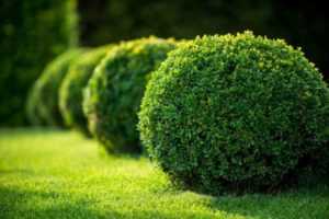 Buis : quand et comment le tailler ? Nos conseils - Promesse de Fleurs