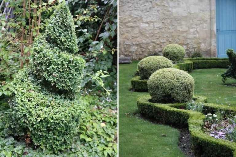 Buis : quand et comment le tailler ? Nos conseils - Promesse de Fleurs