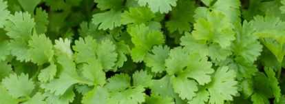 Coriandre - Persil chinois - Persil arabe – Loriante - Plante ...