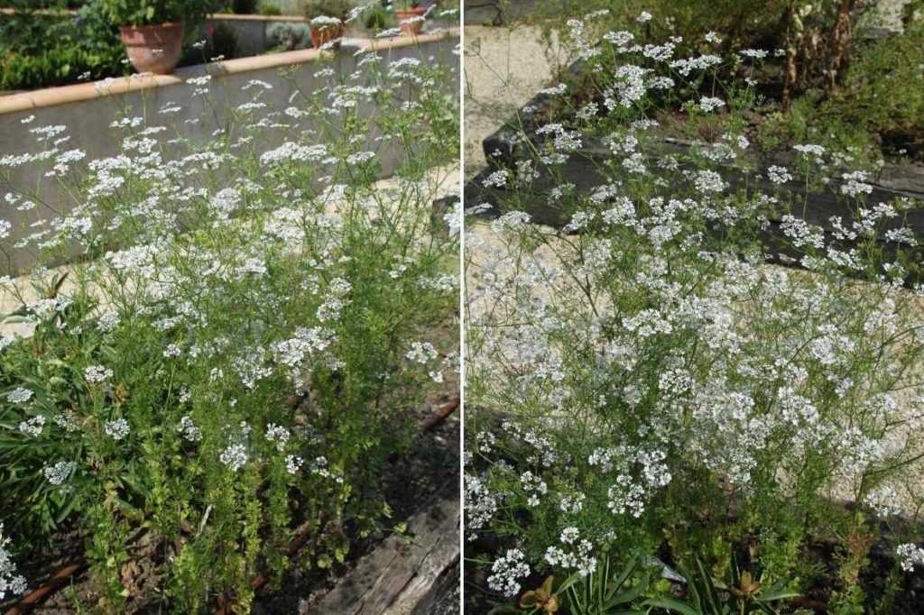 Coriandre : culture, récolte, bienfaits - Nos conseils - Promesse de Fleurs