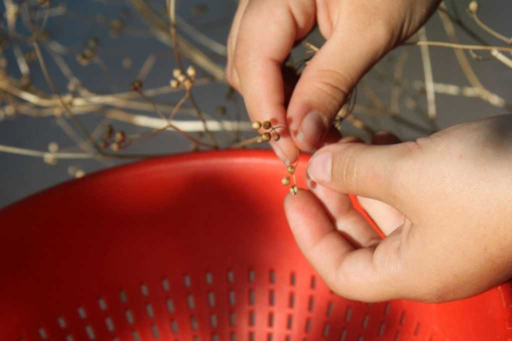 Coriandre : culture, récolte, bienfaits - Nos conseils - Promesse de Fleurs