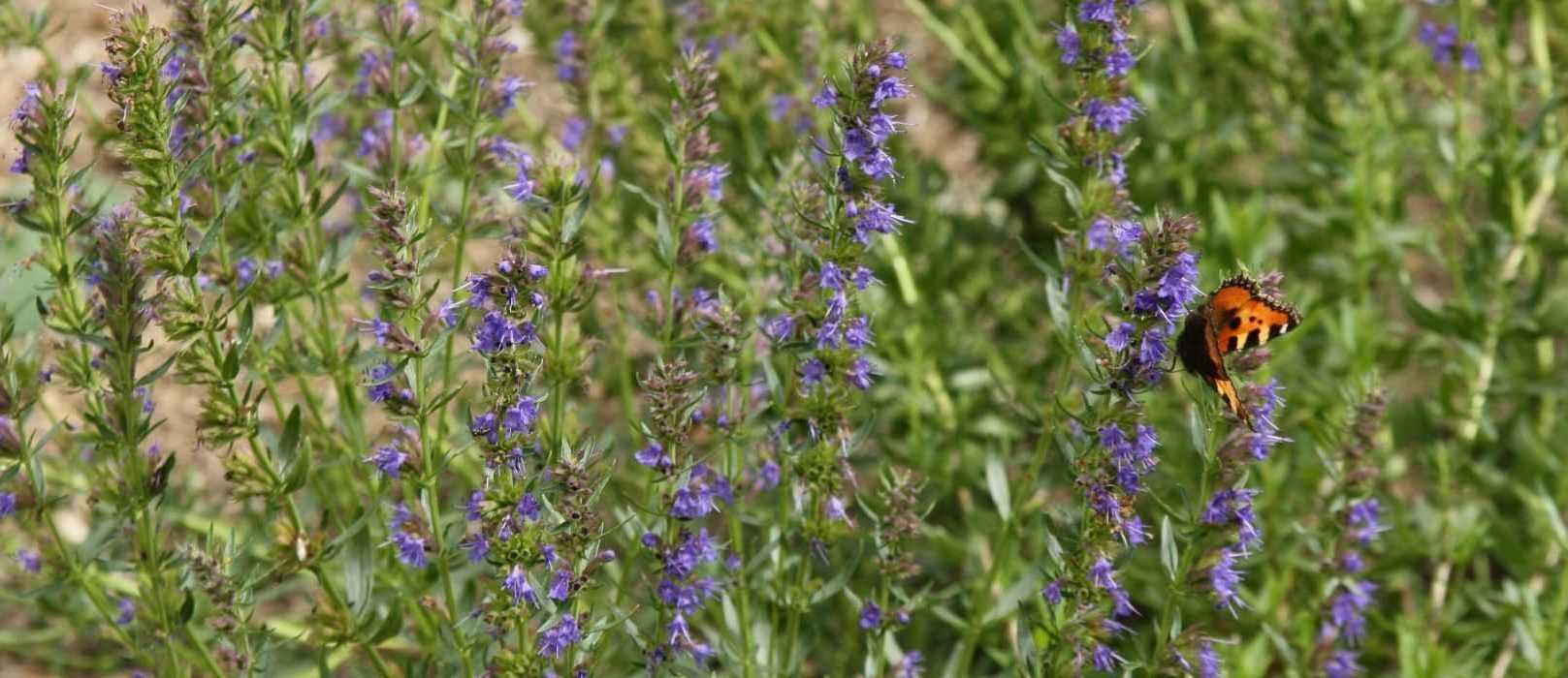 Hysope, Hyssopus officinale : semis, plantation, culture, bienfaits