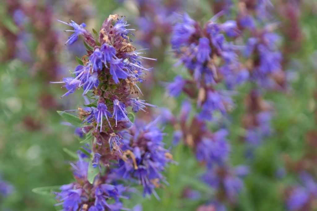 Hysope, Hyssopus officinale : semis, plantation, culture, bienfaits