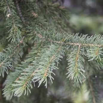 Pin Douglas, Pseudotsuga : planter, tailler et entretenir - Nos conseils