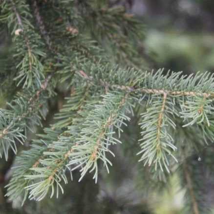 Pseudotsuga menziesii ou douglasii – Sapin ou pin Douglas de l'Oregon ...