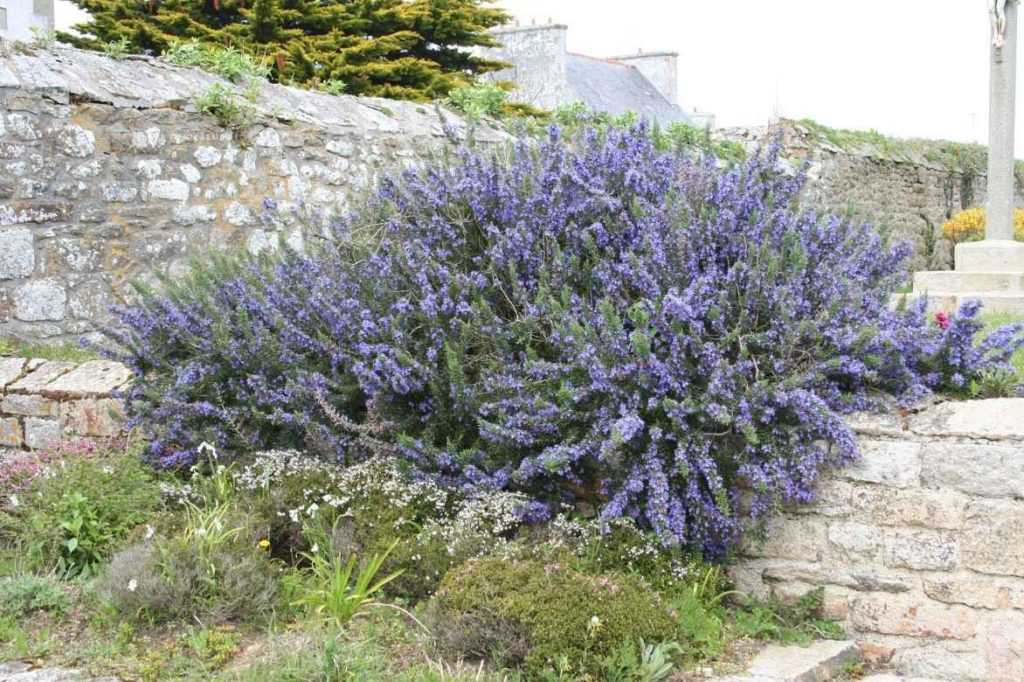 Romarin : plantation, bienfaits, récolte - Nos conseils