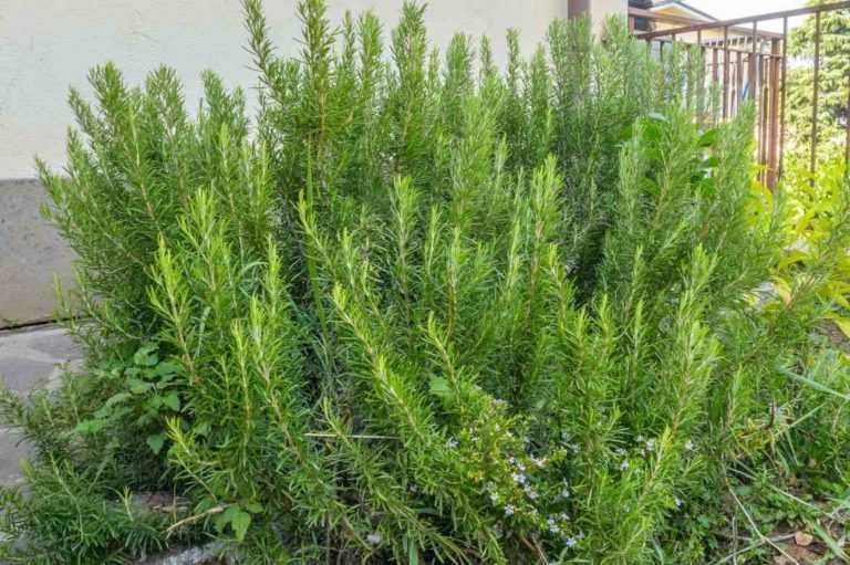 Romarin : plantation, bienfaits, récolte - Nos conseils
