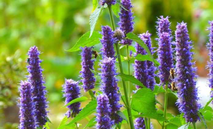 Agastache : planter, cultiver et entretenir - Promesse de Fleurs