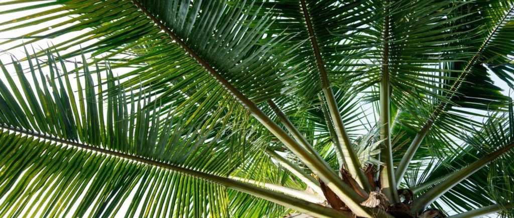 Palmiers : lequel choisir pour mon jardin ? Nos conseils