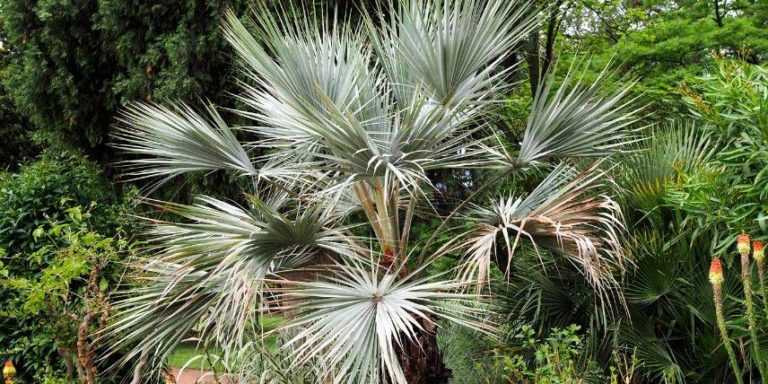 Palmier resistant au froid : 7 espèces rustiques à planter partout en ...