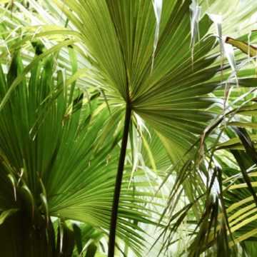 Palmier resistant au froid : 7 espèces rustiques à planter partout en ...