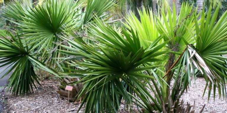 Palmier resistant au froid : 7 espèces rustiques à planter partout en ...
