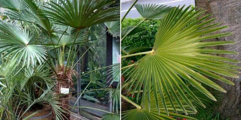 Palmier resistant au froid : 7 espèces rustiques à planter partout en ...