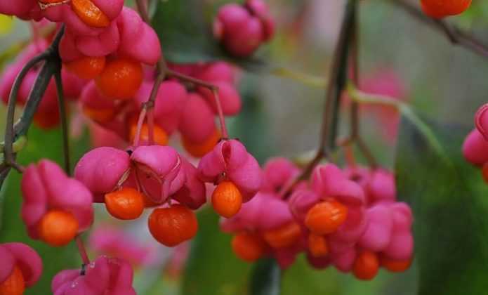 Fusain, euonymus : planter, tailler, entretenir - Nos conseils