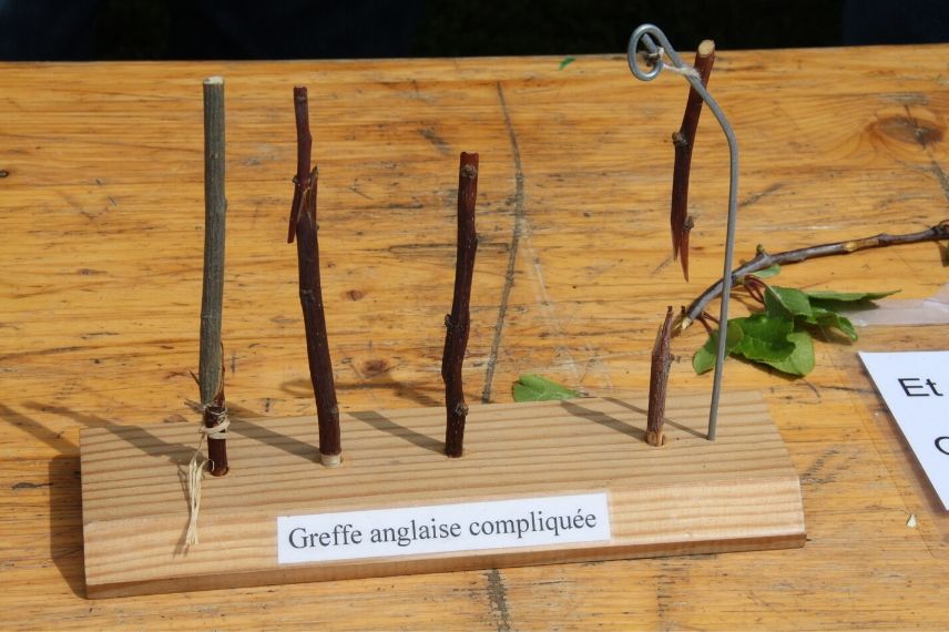 Greffer les arbres : les différentes techniques et nos explications ...