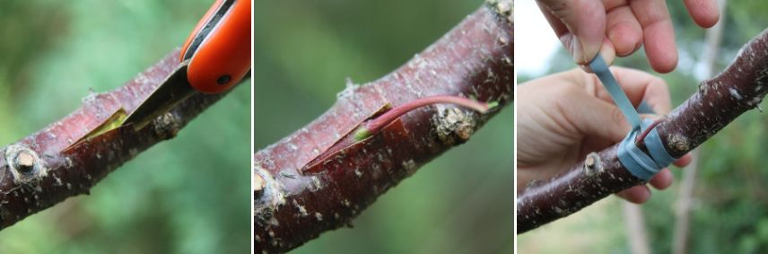 Greffer les arbres : les différentes techniques et nos explications ...