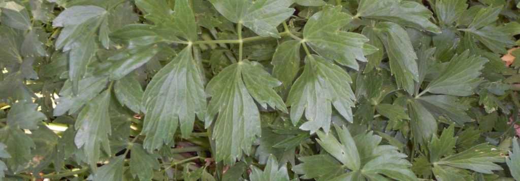 Livèche, Ache des Montagnes : semer, planter, cultiver - Nos conseils