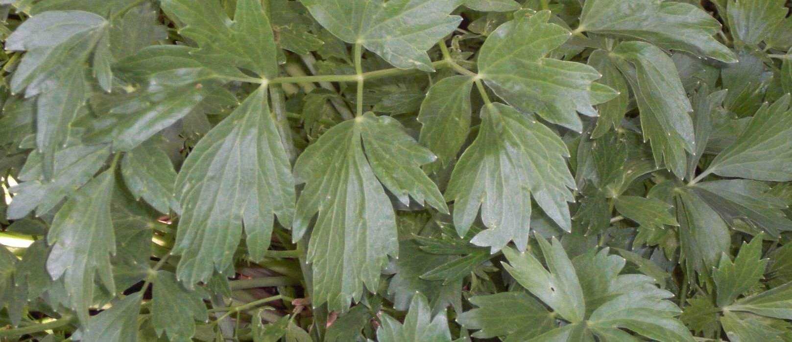 Livèche, Ache des Montagnes : semer, planter, cultiver - Nos conseils