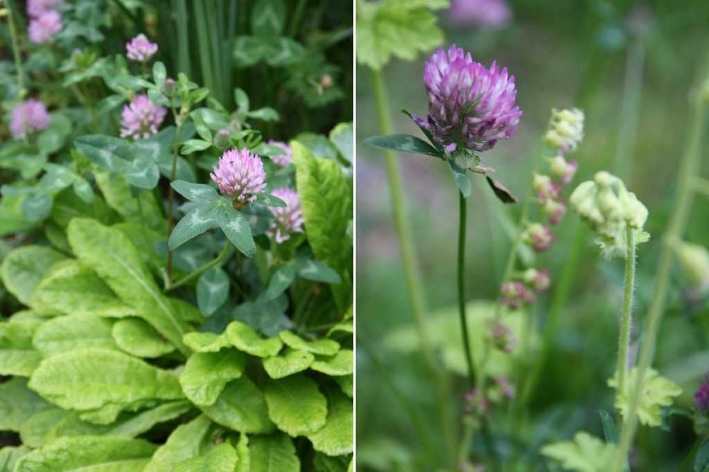 Trèfle, Trifolium : planter, semer, entretenir - Promesse de Fleurs