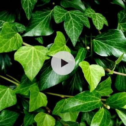 Hedera helix - Lierre commun grimpant à feuillage persistant