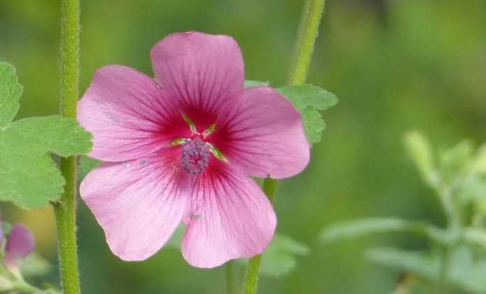 Anisodontea : plantation, entretien et taille
