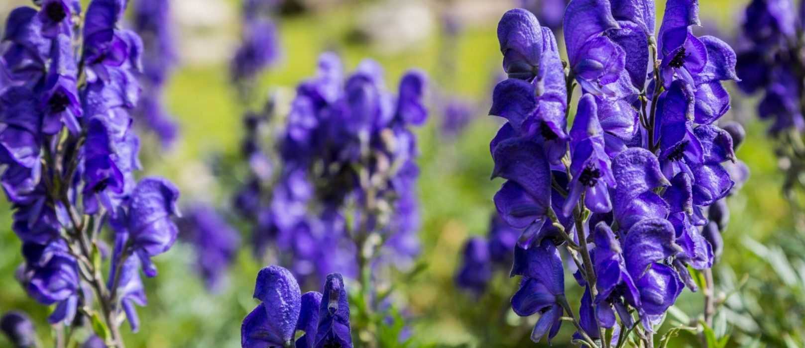 7 plantes toxiques à connaître avant de les installer au jardin