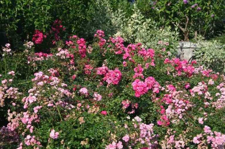 Quand et comment tailler les rosiers couvre-sols ? Explications et conseils